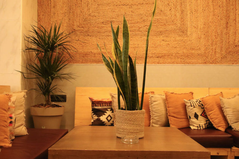 The Barcelona Cannabis Club - The Barcelona Cannabis Club